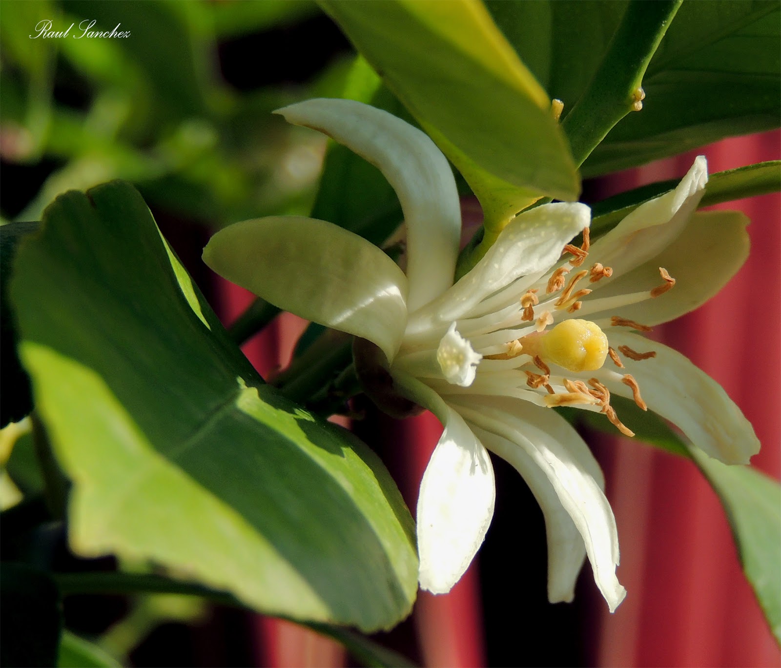 Flores y Plantas: flor del Limonero