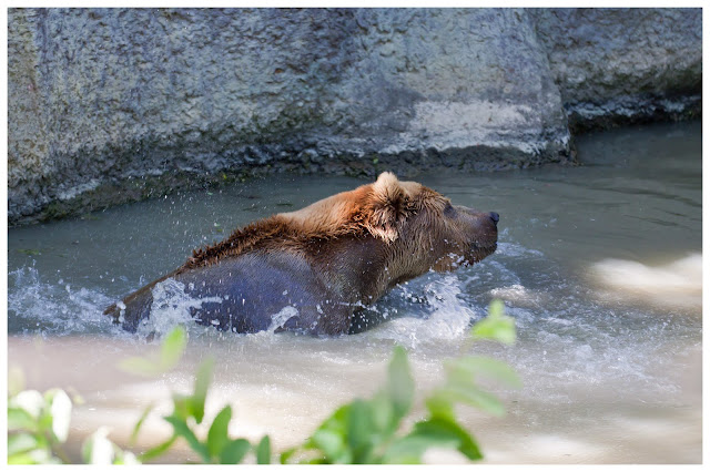 To Taiwan and Back Again...: The Shoushan Zoo (壽山動物園)