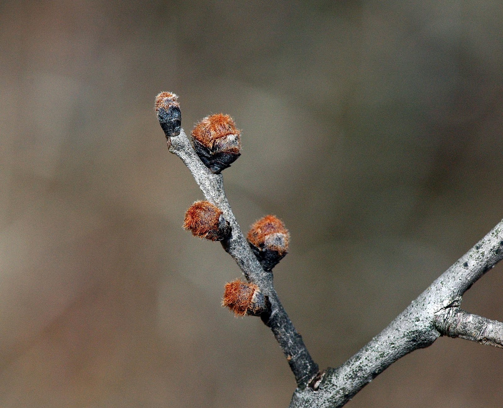 Field Biology in Southeastern Ohio: Hibernation Is Over!