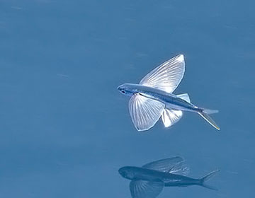 Uçan balık nedir? - Laf Sözlük