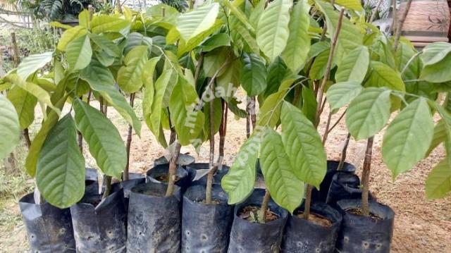 Cita Tani Nursery (NS0154959-D): Benih Duku Langsat