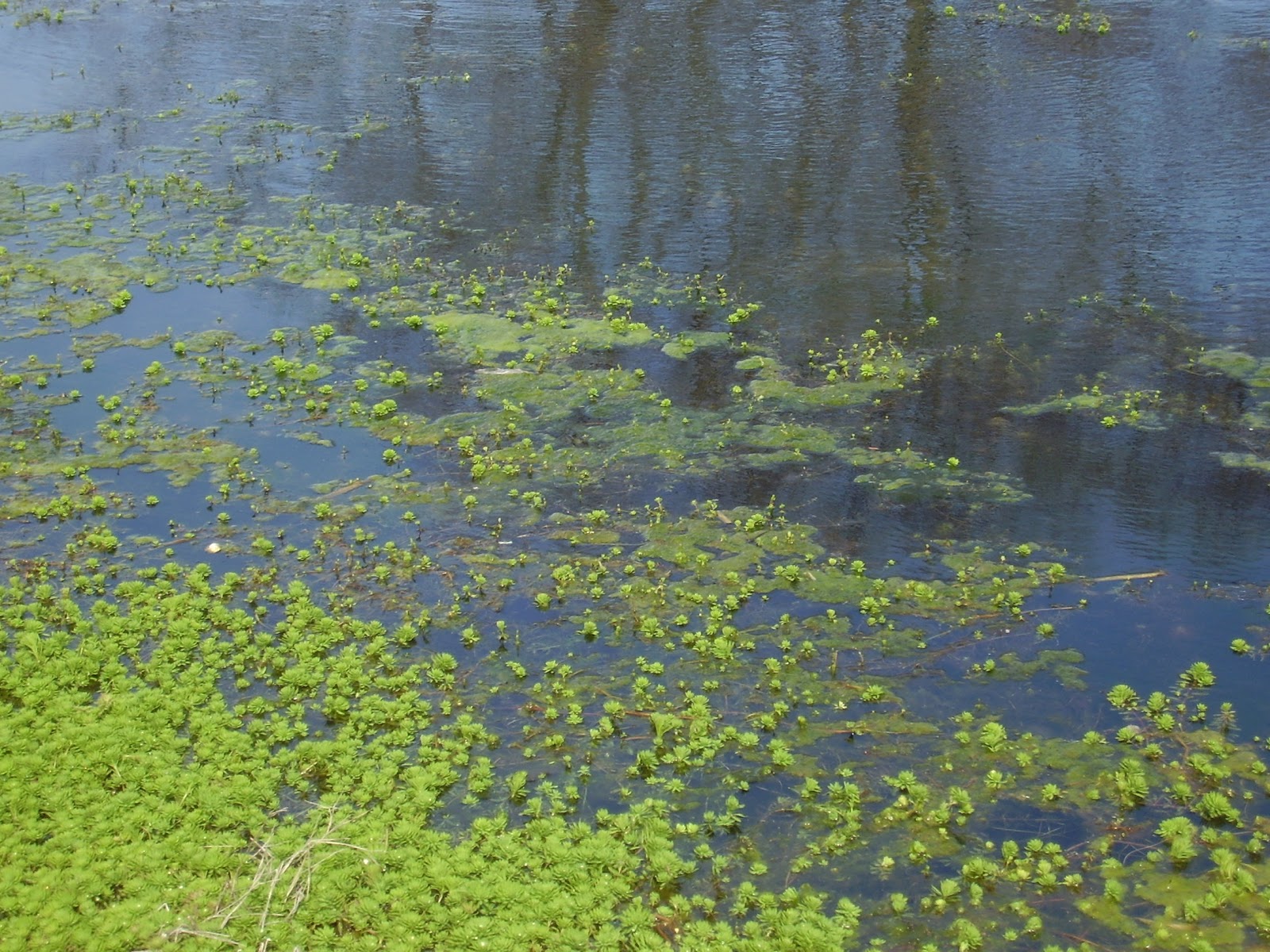 Indian Hills Golf Course Maintenance: Water Weed Control