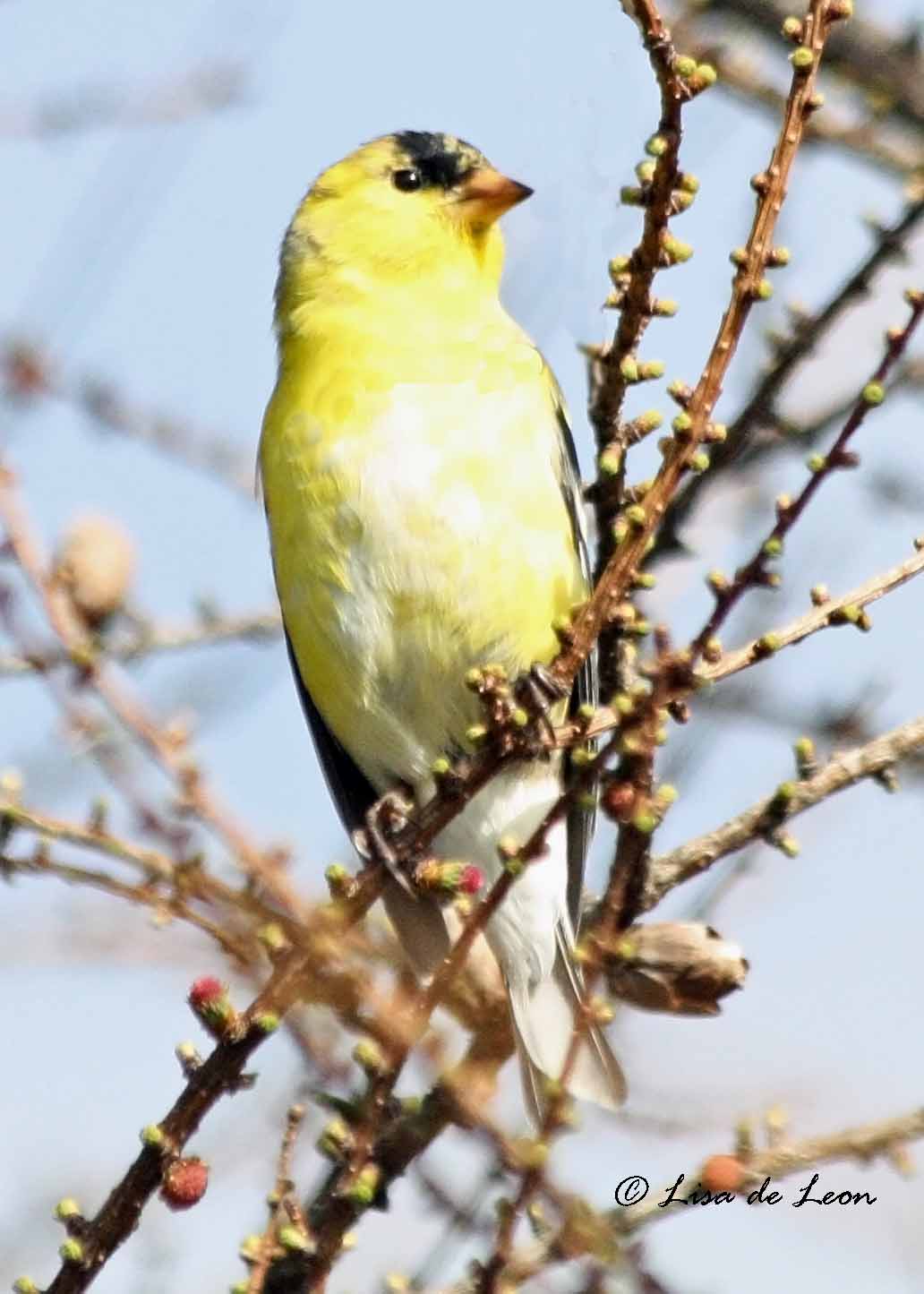 Spring in Newfoundland - Various Bird Species