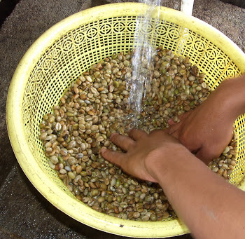 Cara Mudah Proses Pengolahan Kopi