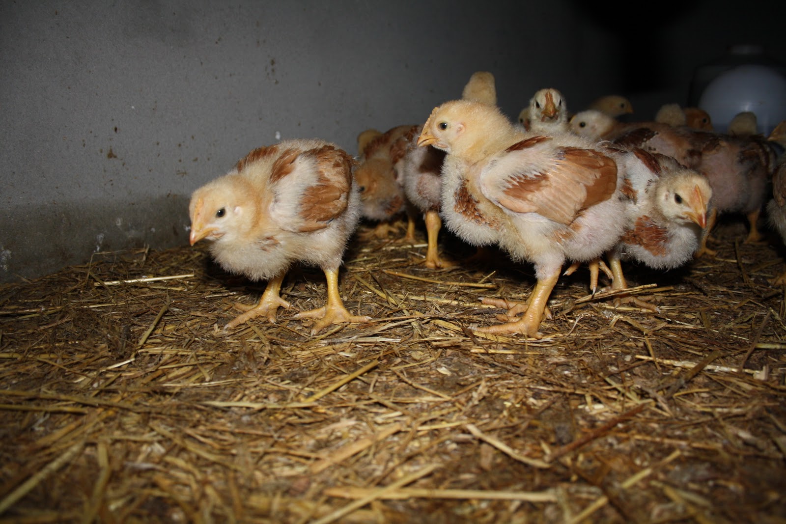 POLLOS ECOLOGICOVALDAVIESES: Pollos y su Evolucion