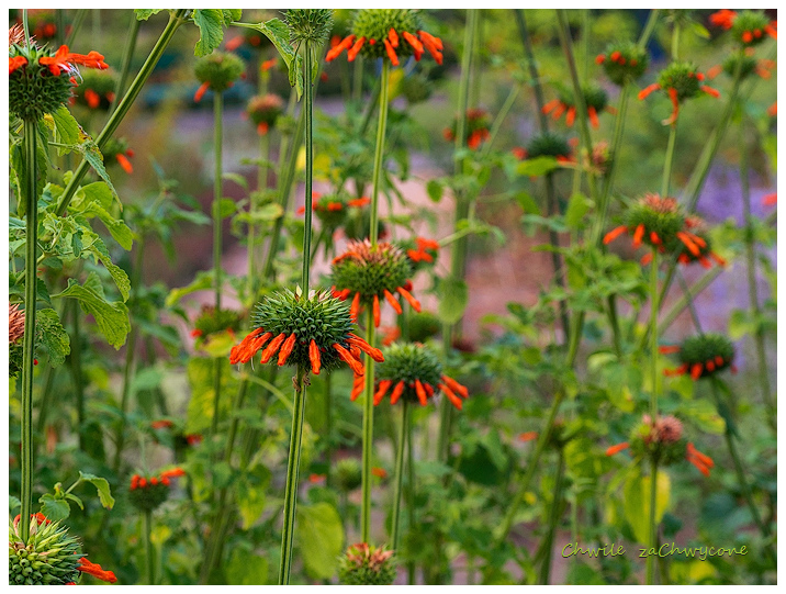 Chwile zaChwycone: Klip dagga, Leonotis nepetifolia