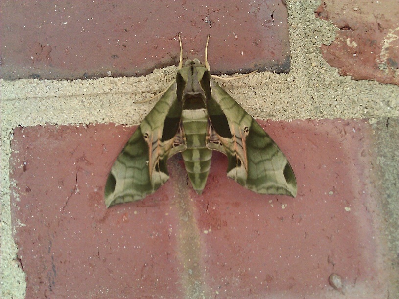 Eclectic Montage: Wordless Wednesday - Green Silk Worm Moth