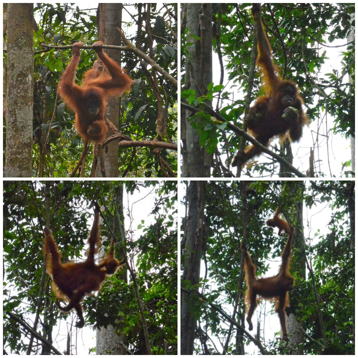 Welcome to the Jungle: Hanging out in North Sumatra | The Redhead's ...