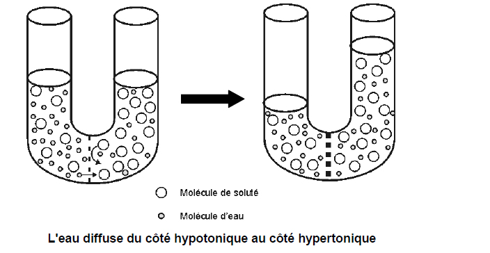 sciencephotos: Osmose et diffusion