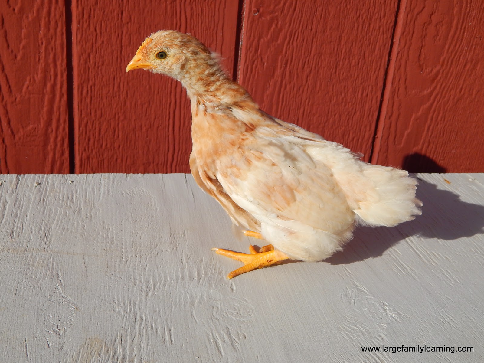 Large Family Learning : Raising Baby Chicks: 4 Weeks Old