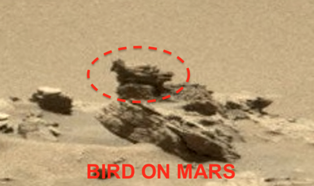 UFO SIGHTINGS DAILY: Bird Resting In Nest Found On Mars In NASA Rover ...