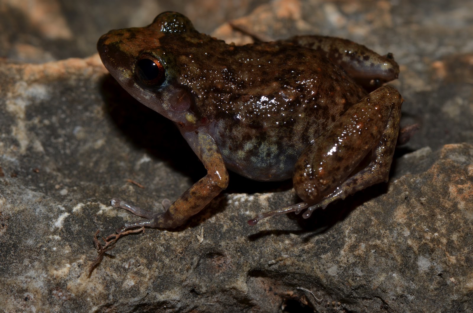Sightings of a world traveler: Jamaican Herptofauna
