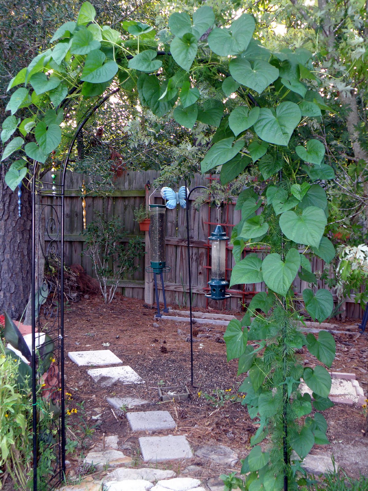 My Carolina Yard: Moonflower Vine- a plant for an evening garden
