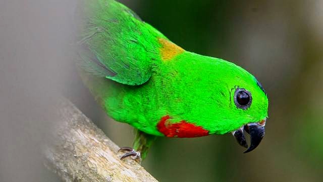Cara Merawat Burung Serindit Agar Cepat Gacor Bunyi