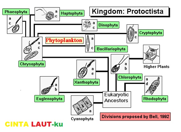 Nih Penjabaran Phytoplankton Cryptophyta - Luas Laut