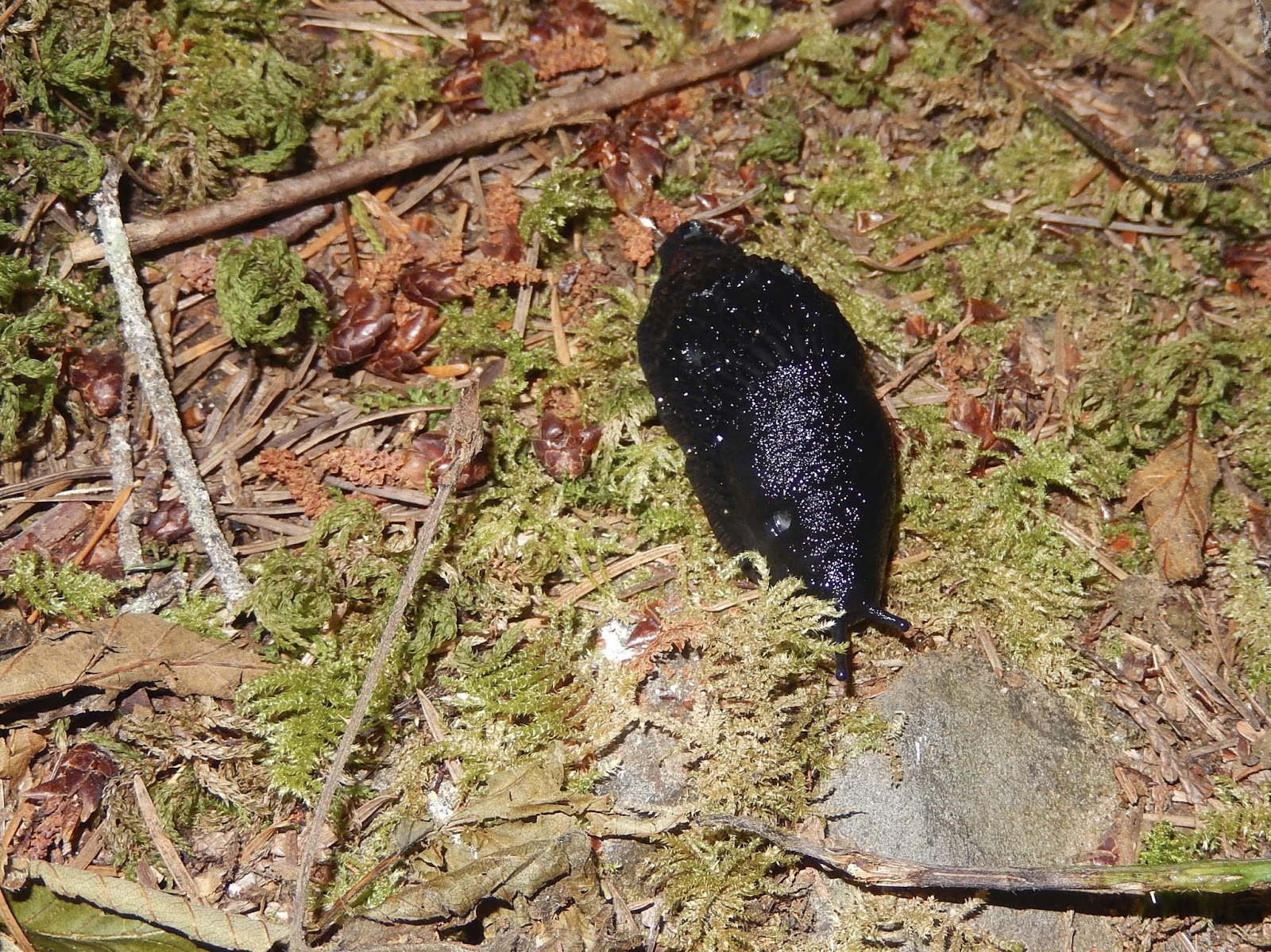 Powell River Books Blog: Coastal BC Animals: Black Slug