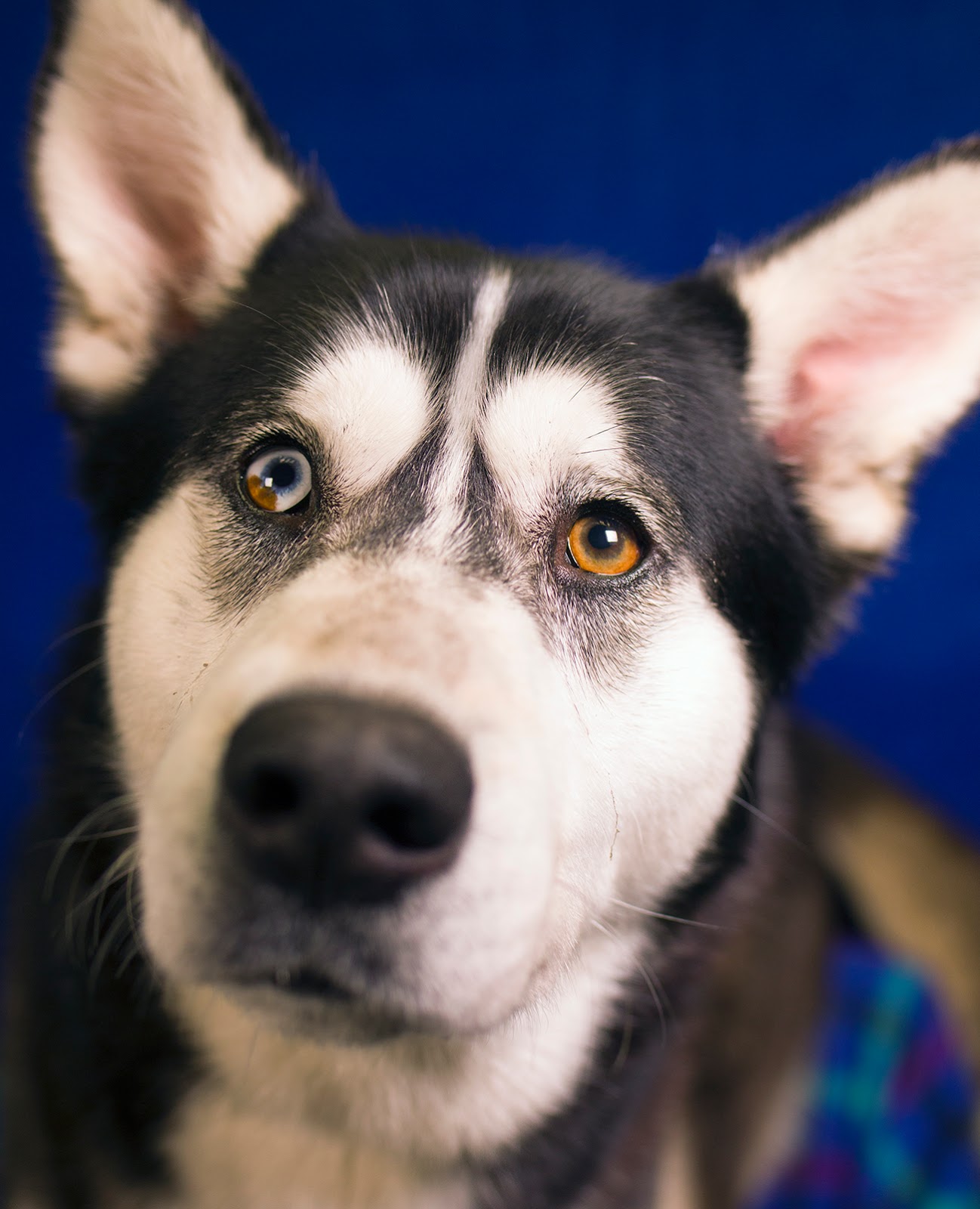 Shelter Dogs of Portland: "IDITAROD" handsome Husky