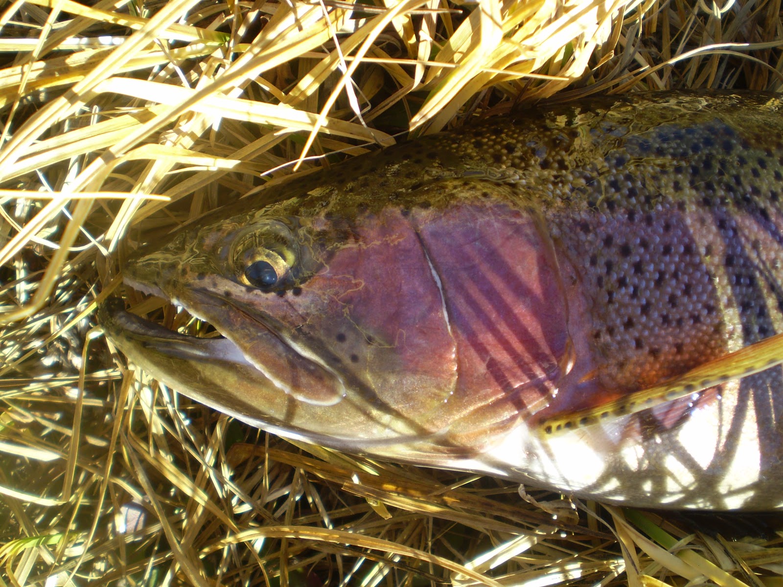 Fly Fishing the West with Howard: Streamer Fishing the Ham’s Fork