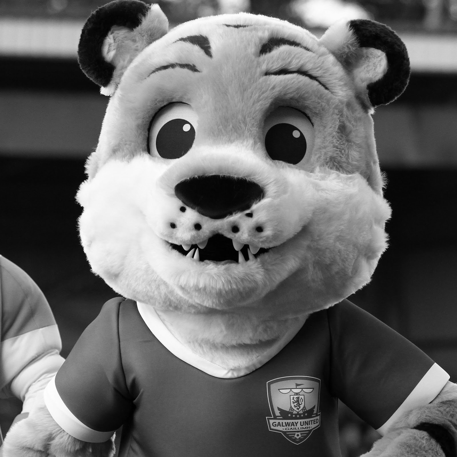 Bringing Terry the Tiger Home