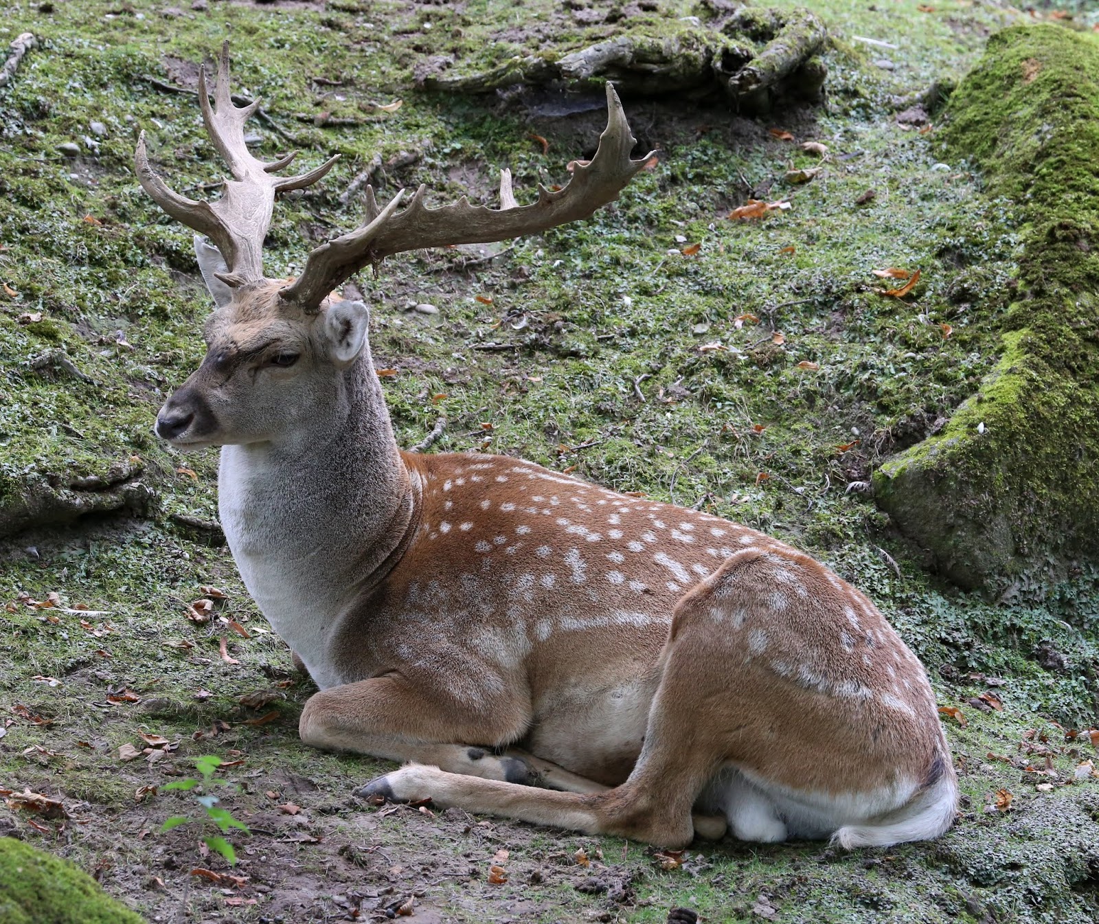 Catalogue of Organisms: The Cervini: Deer of Temperate Eurasia (and Beyond)