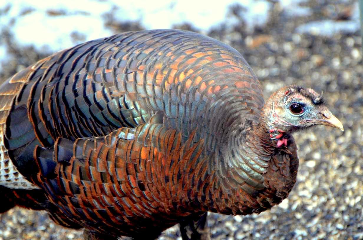 Turkey Feathers Colors