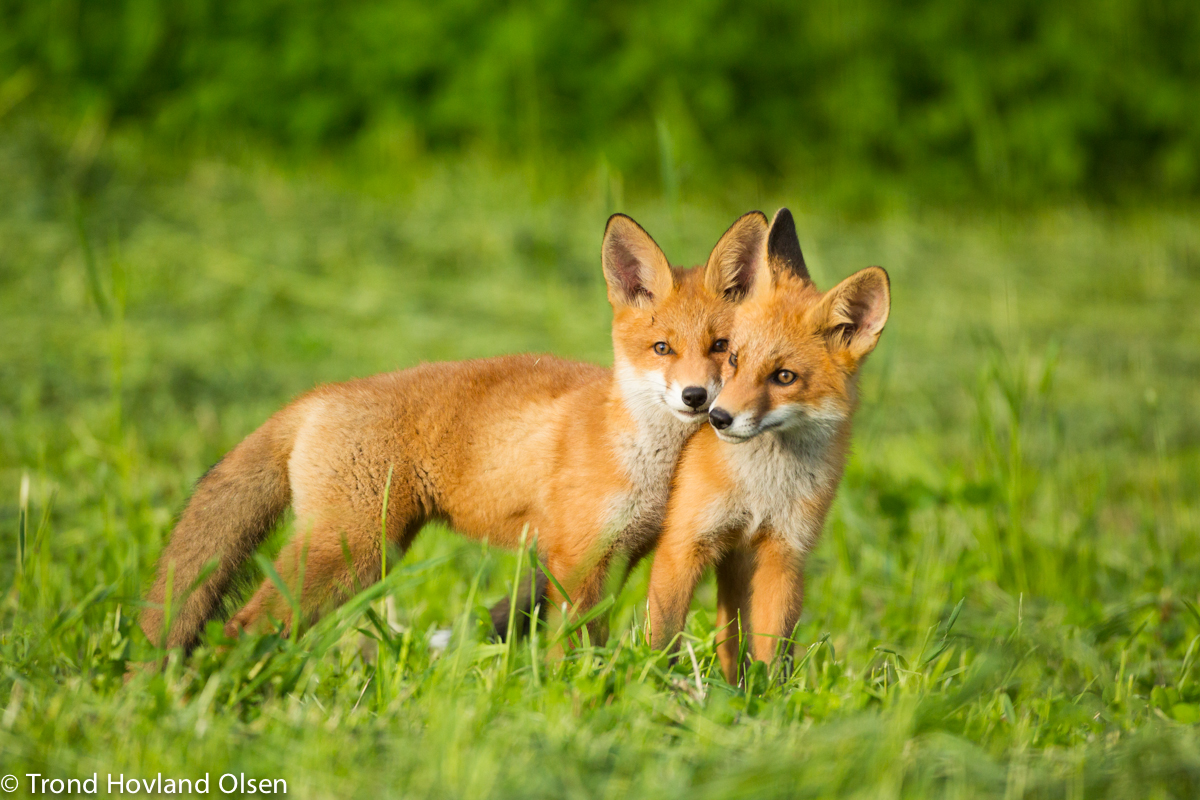 Naturbilder : Rødrev