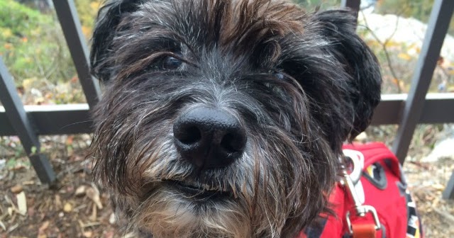 3 Step At-Home Eye Exam for Dogs #NationalEyeExamMonth | Oz the Terrier ...