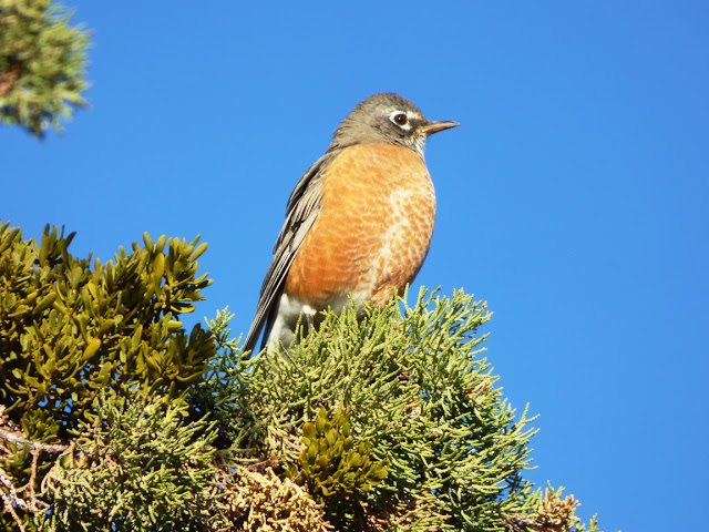 Geotripper's California Birds: American Robins at Lava Beds National ...