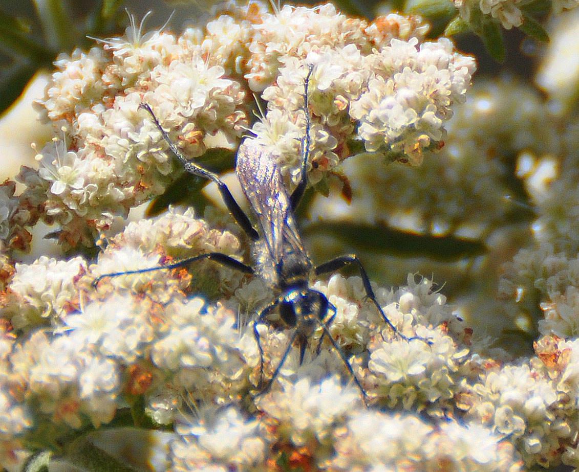 Mother Nature's Backyard - A Water-wise Garden: Thread-waisted Wasps ...