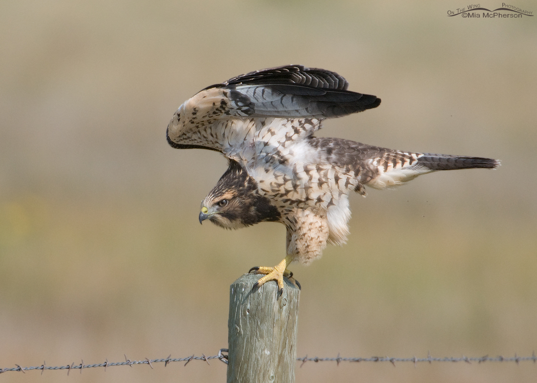 Birding Is Fun!: Birds & Pellets