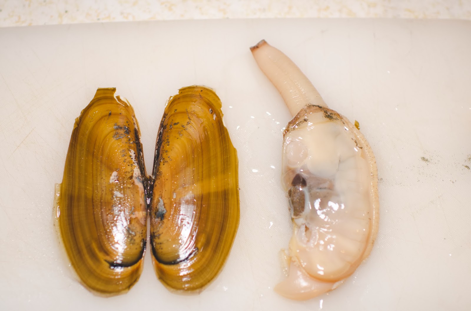 Spartan Fishing & Outdoors: Tutorial: Cleaning and preparing Razor Clams