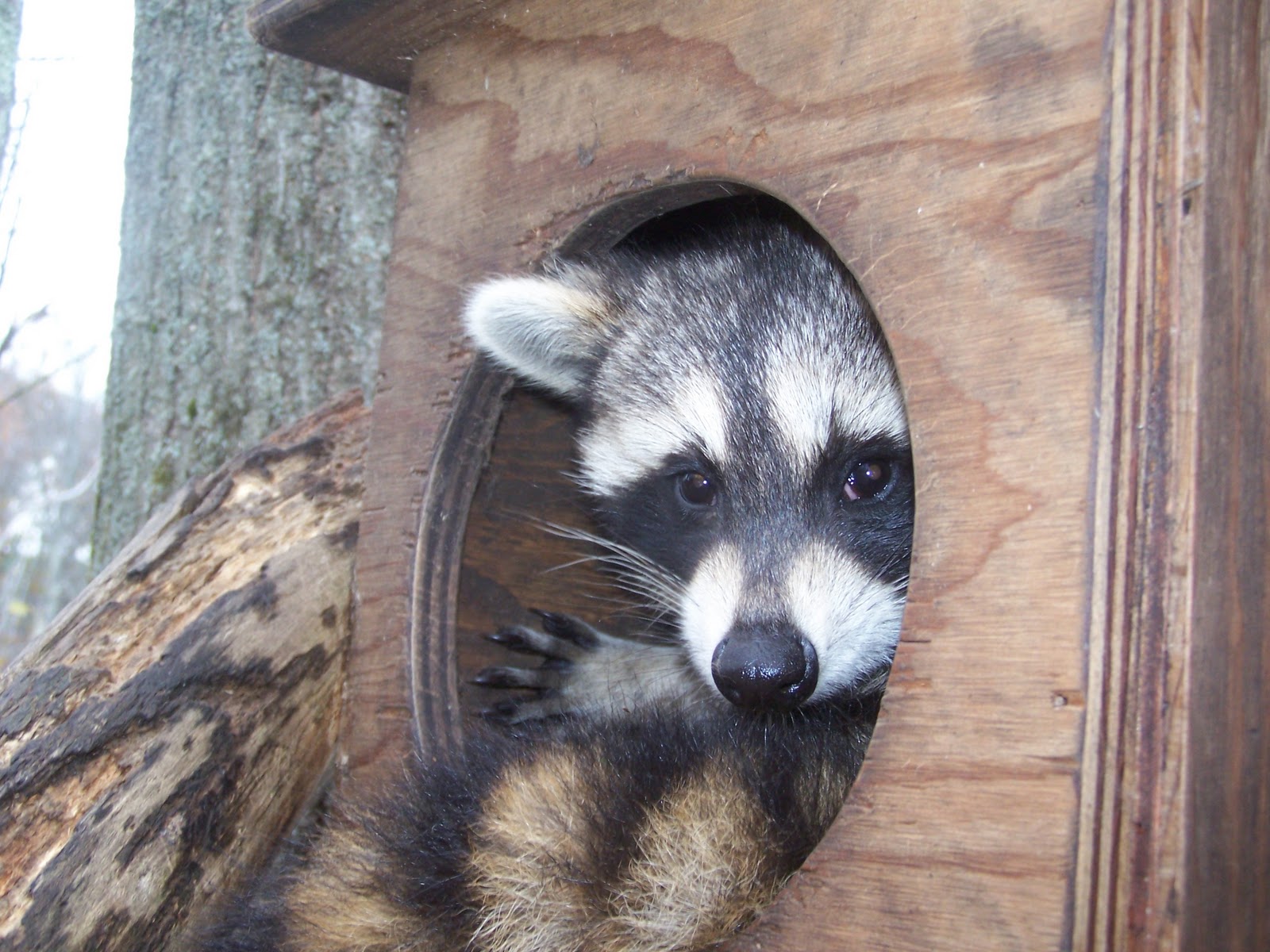 The Laughing Raccoon: What a week!