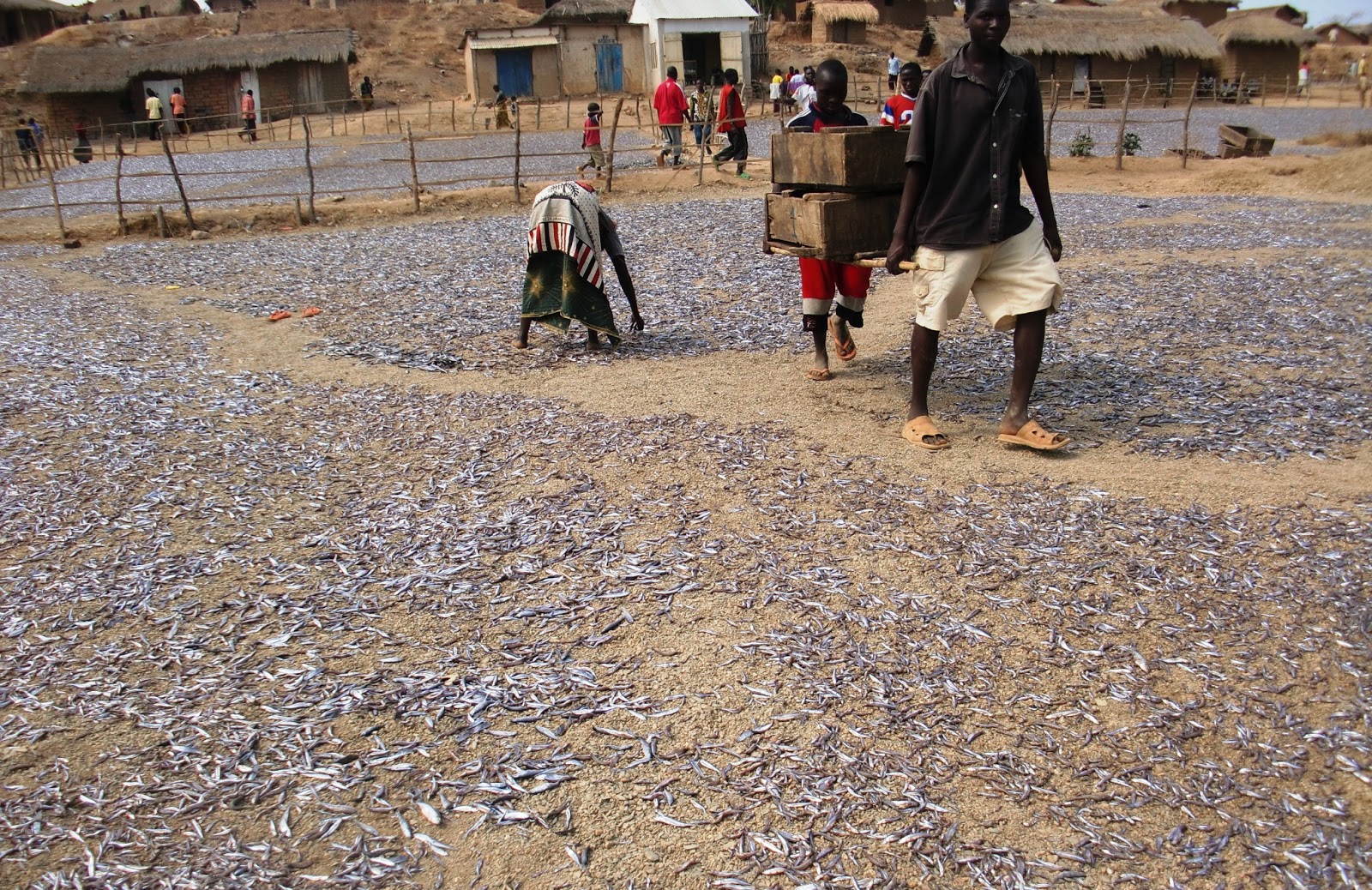 Rural and Urban: LEKATUTIGITE: MIGEBUKA NA DAGAA WASAFI INAIPAMBA KIGOMA