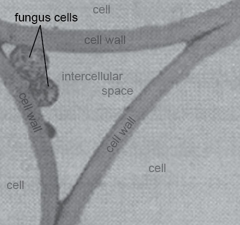 Immanyarok: Intercellular Spaces