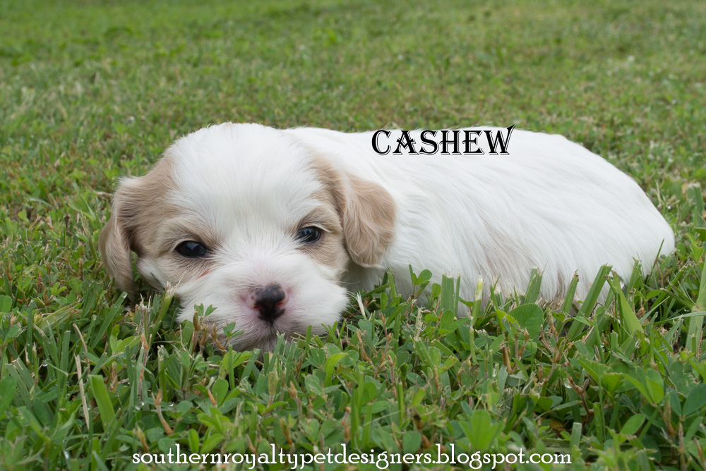 Southern Royalty Pet Designers: Cavaton puppies born 5/8/2017