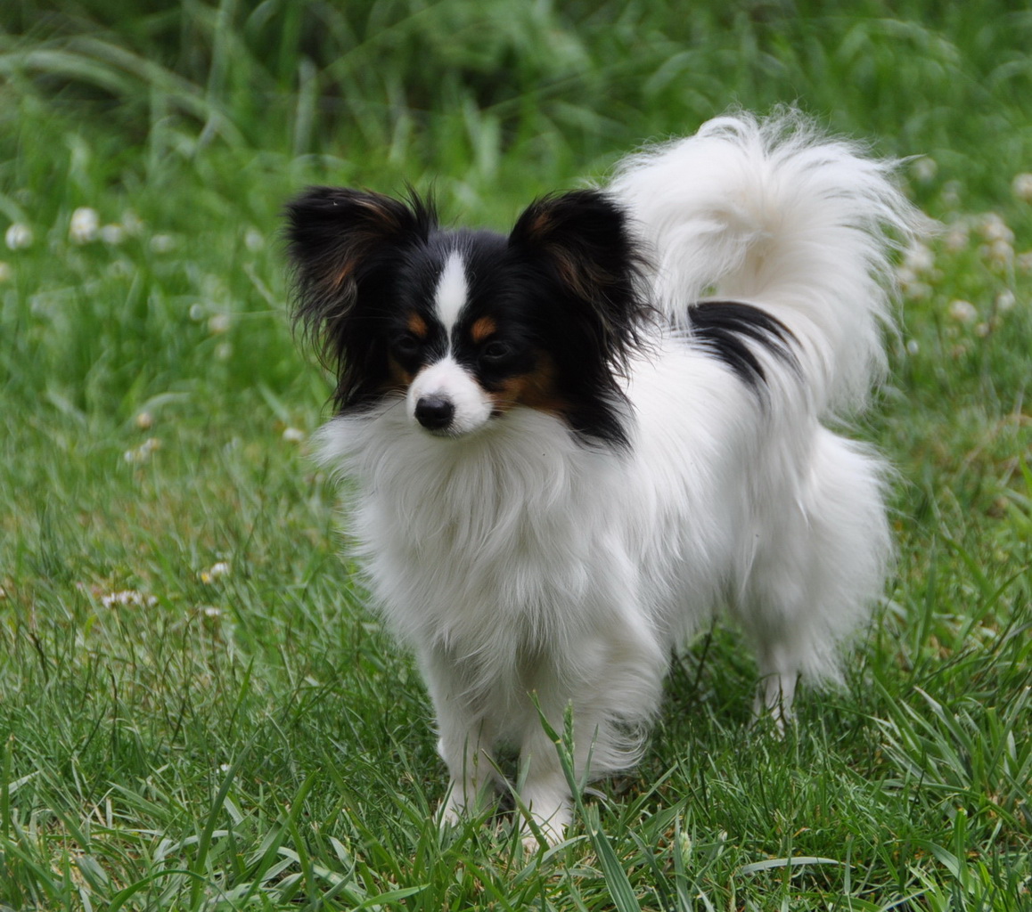 Road's End Papillons : 9 Months old Papillon Girl