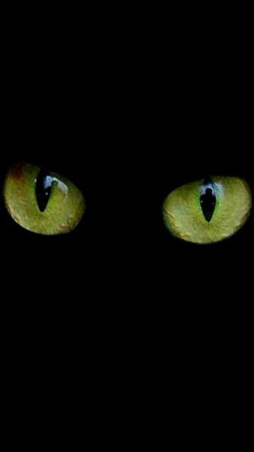 Pozadine za Mobitele: Mačje oči