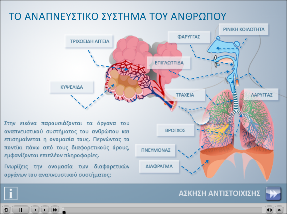 Μάθε παιδί μου γράμματα: Επανάληψη ενότητας "Το αναπνευστικό σύστημα"