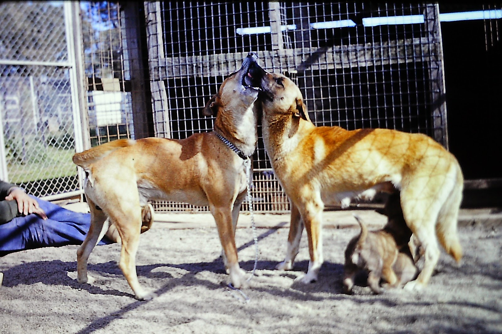 Dingo Lady: Dora the Yellow Dingo