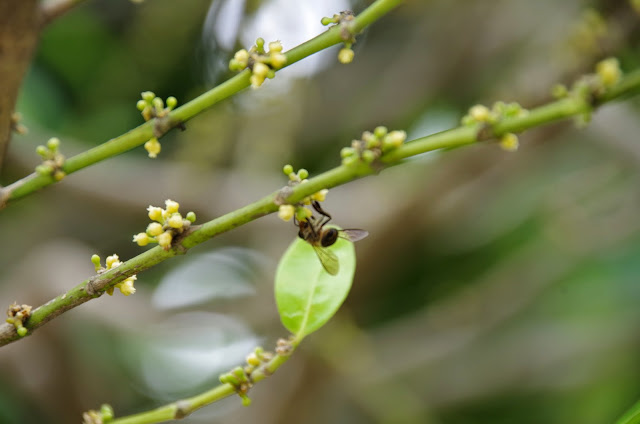 Trees and Plants: Limau Hantu