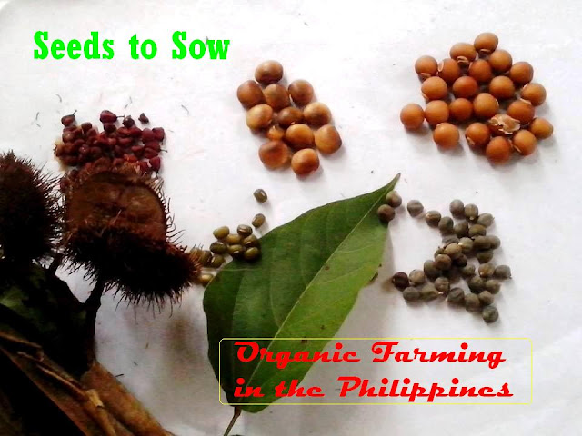Organic Farming in the Philippines: Planting Season This January 2016