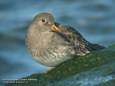 The City Birder: Coney Island Birds