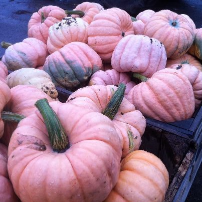 Marini Farm & Corn Maze: Marini Becomes First Farm In The Region To ...