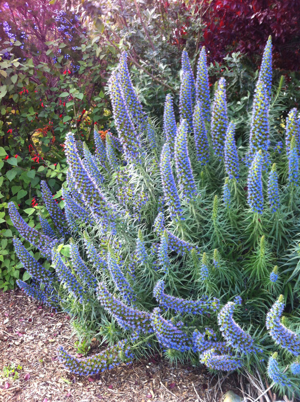Pennsylvania Street Gardens: Plant profile: Echium