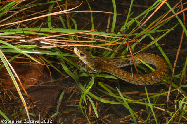 Ular Asli Indonesia: Tropidonophis mairii