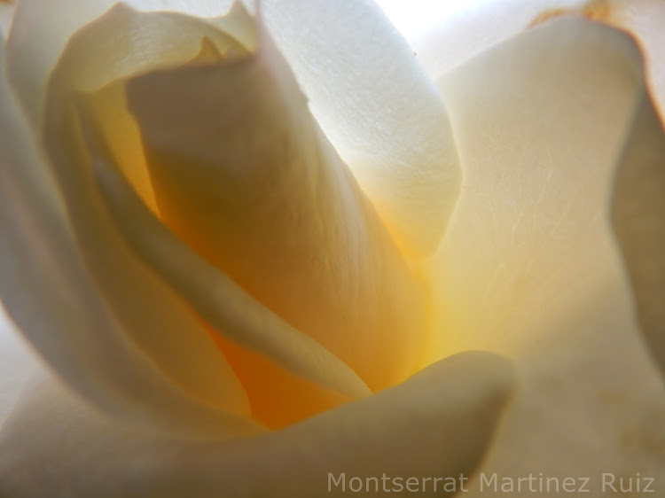 Montse Fotoblog: Luz de rosa