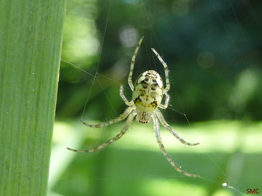 Spiders and me: Spiders in Seattle: a walk through the Washington Park ...