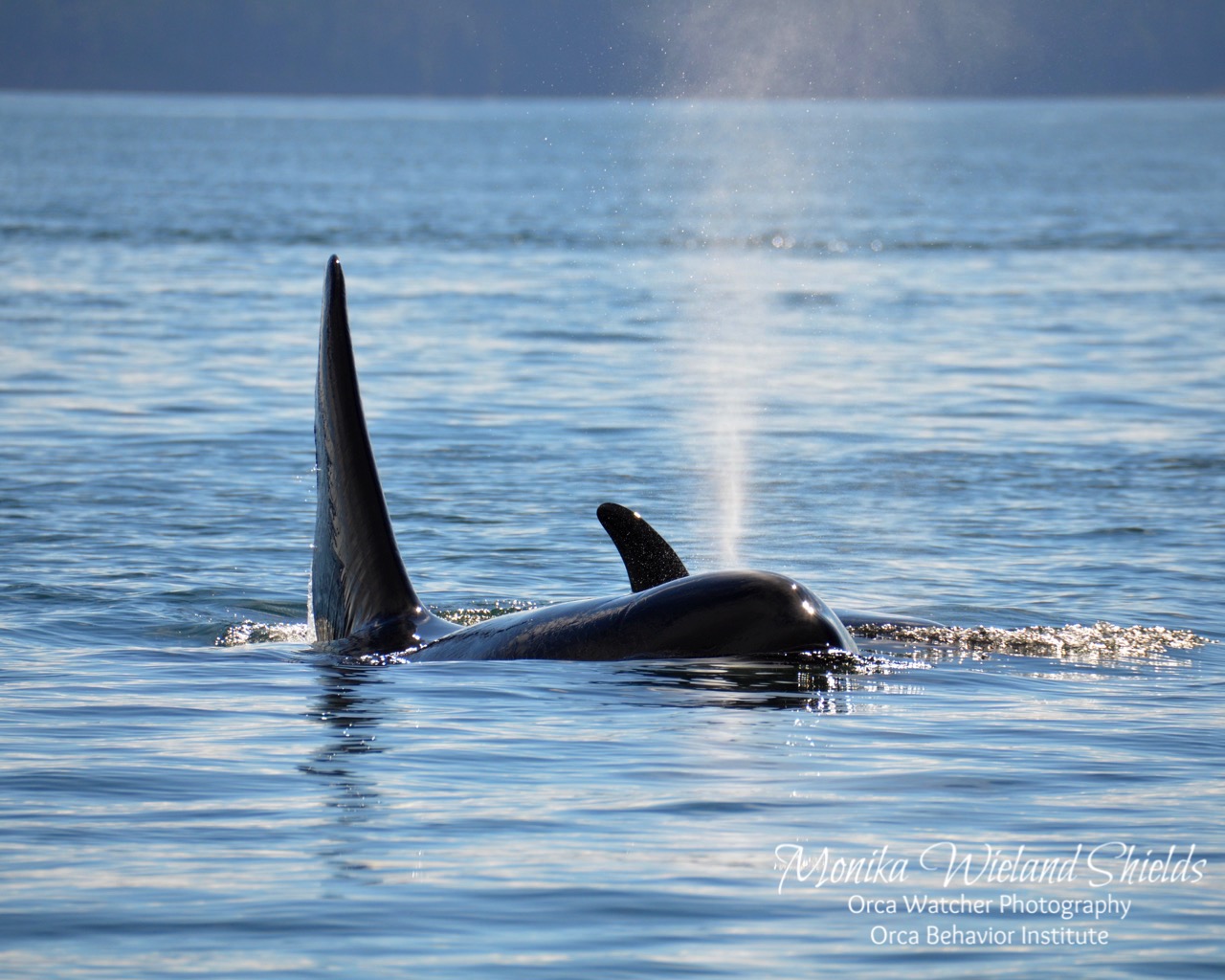 Orca Watcher: This is When We Use the Term "Epic"
