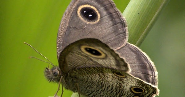 JÓIAS DA NATUREZA: YPTHIMA PANDOCUS CORTICARIA - (Butler, 1879)