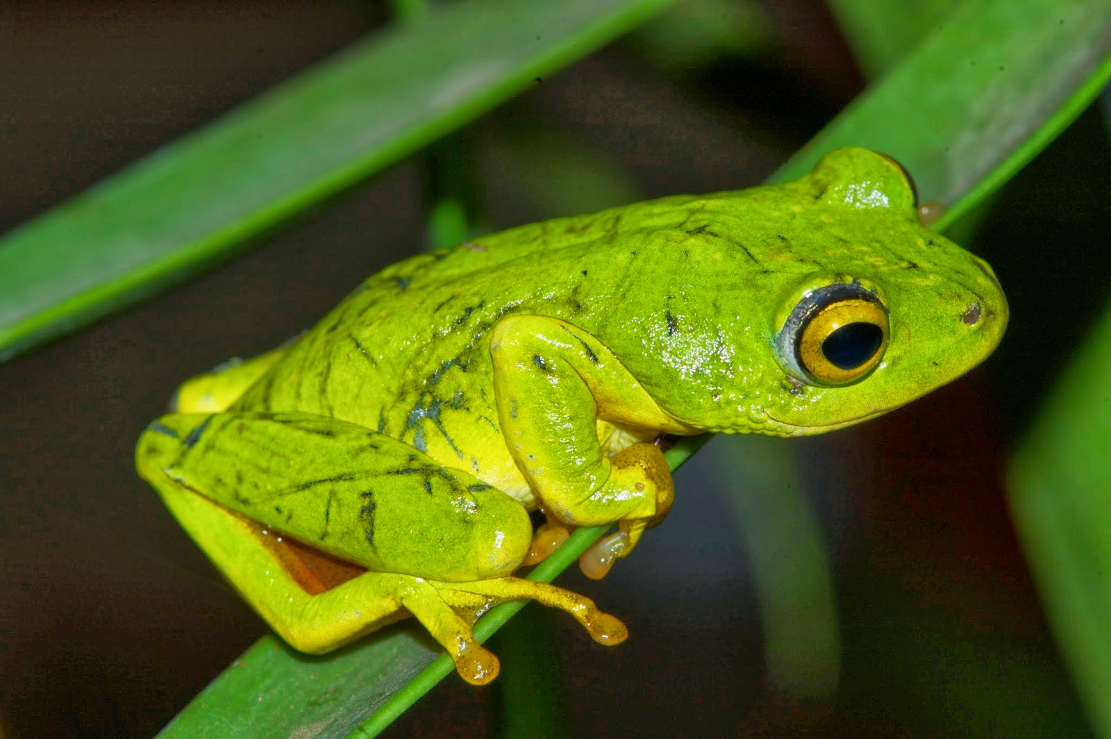 I Speak For The Fleas.: Leptopelis natalensis the Natal tree frog